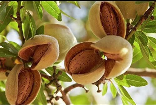 almond price in pakistan Badam Kagzi - Zaroori Saman | Premium Dry ...